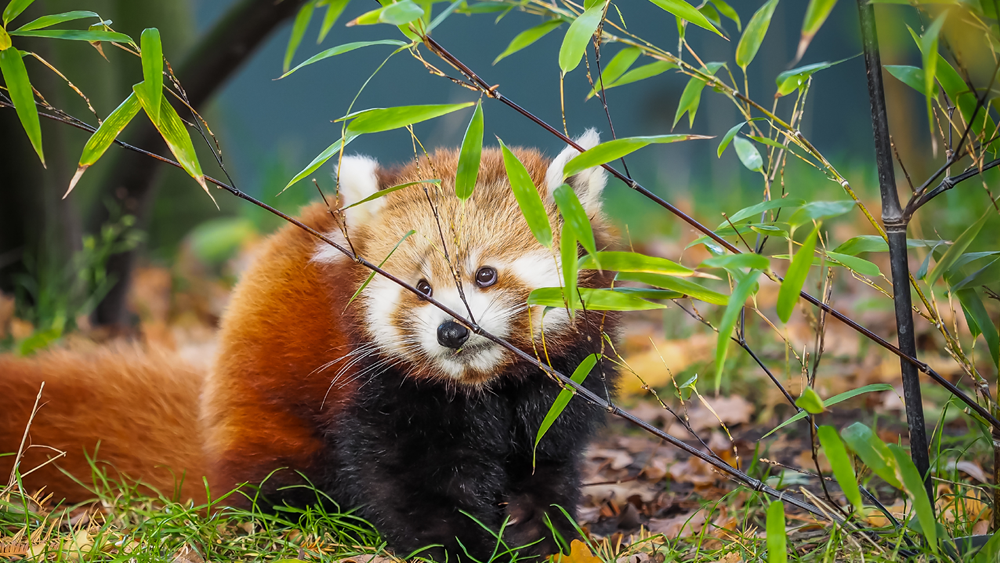 Bamboo Revolution: Sustaining Tomorrow